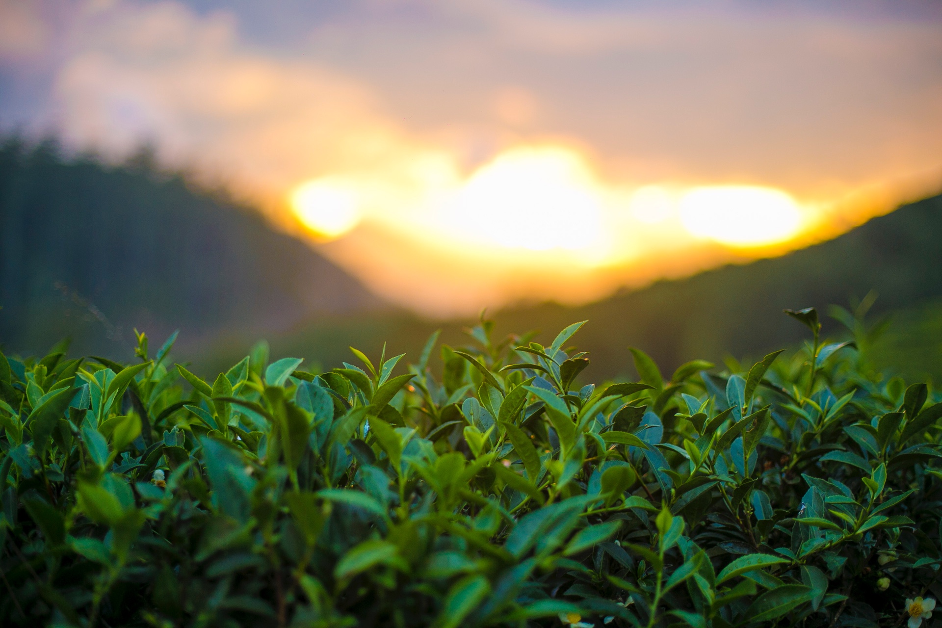 Magical heart of Ceylon Tea with Amaya Langdale - The Chic Icon